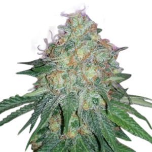 Buy Cannabis Seeds in Australia Online | Mediseed Man