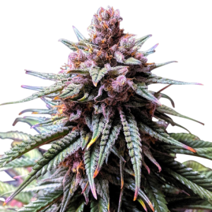 Buy Top-Shelf Cannabis Seeds in Australia | Mediseed Man
