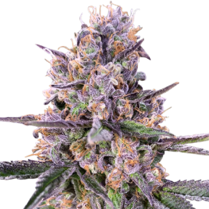 Buy Top-Shelf Cannabis Seeds in Australia | Mediseed Man