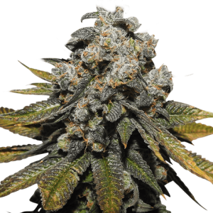 Buy Cannabis Seeds in Australia Online | Mediseed Man