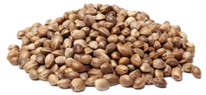 Buy Cannabis Seeds in Australia Online | Mediseed Man