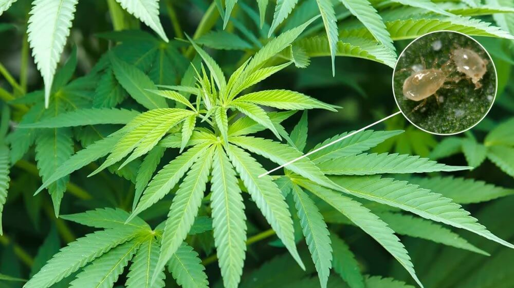 How To Deal With Broad Mites On Cannabis | Mediseed Man