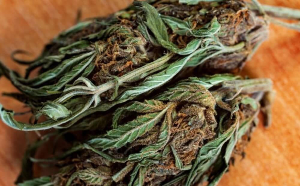 Overripe Buds & Why Does It Occur? | Mediseed Man Seedbank