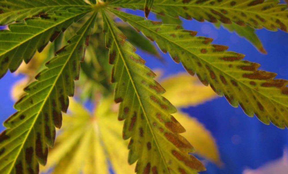 Rust Spots on Leaves: Causes and Treatments | Mediseed Man Seedbank