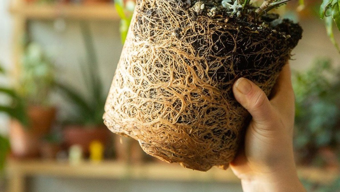 How To Identify & Fix Root-Bound Cannabis | Mediseed Man Seedbank